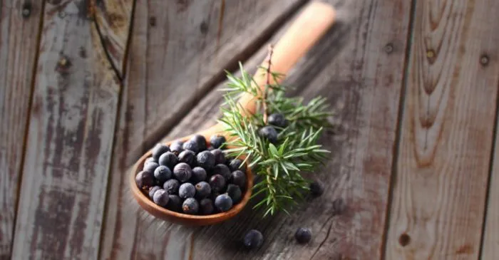 Juniper Tree Symbolism - Purification And Healing