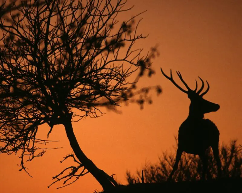 The Spiritual Meaning of Stag And Deer: Symbolism