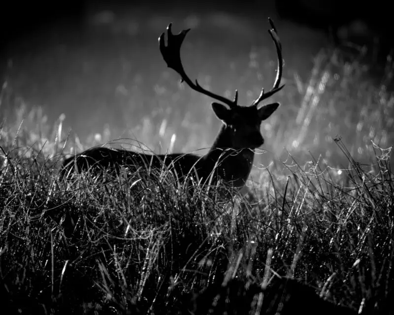 The Spiritual Meaning of Stag And Deer: Symbolism