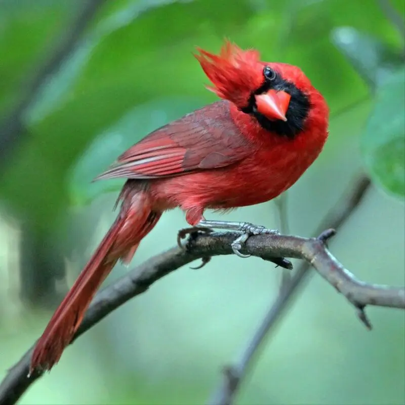 Red Cardinal Meaning: Spiritual Symbolism When You See a Red Cardinal
