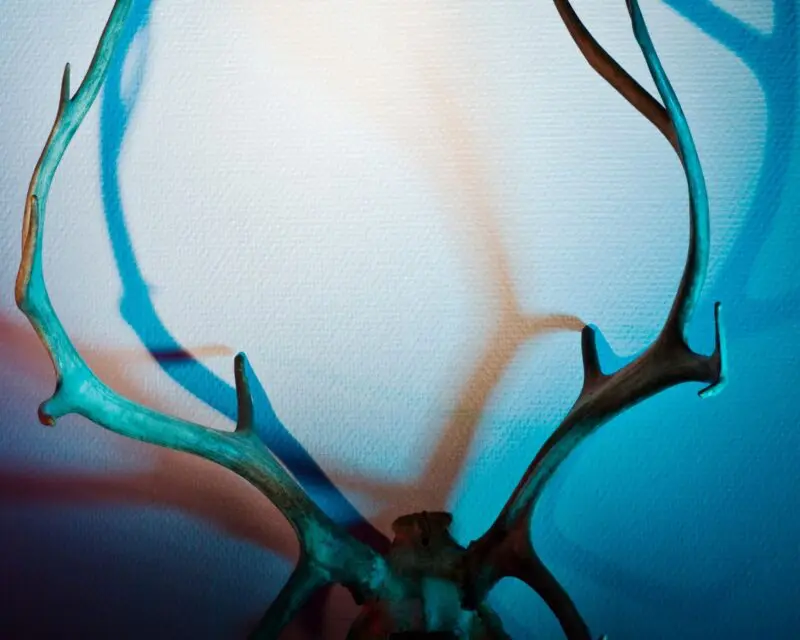 The Spiritual Meaning of Stag And Deer: Symbolism