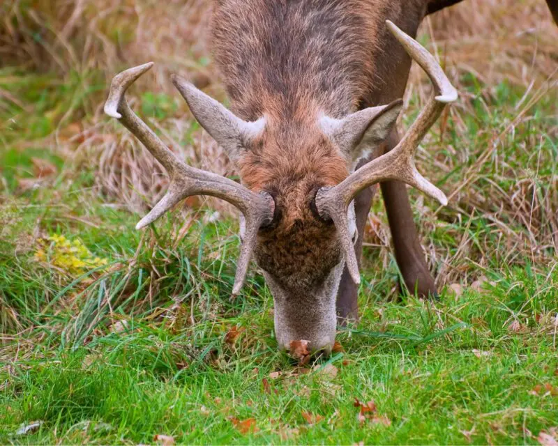 The Spiritual Meaning of Stag And Deer: Symbolism