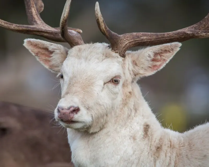 The Spiritual Meaning of Stag And Deer: Symbolism