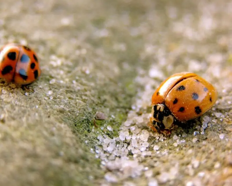 Spiritual Meaning of The Ladybug: Symbolism