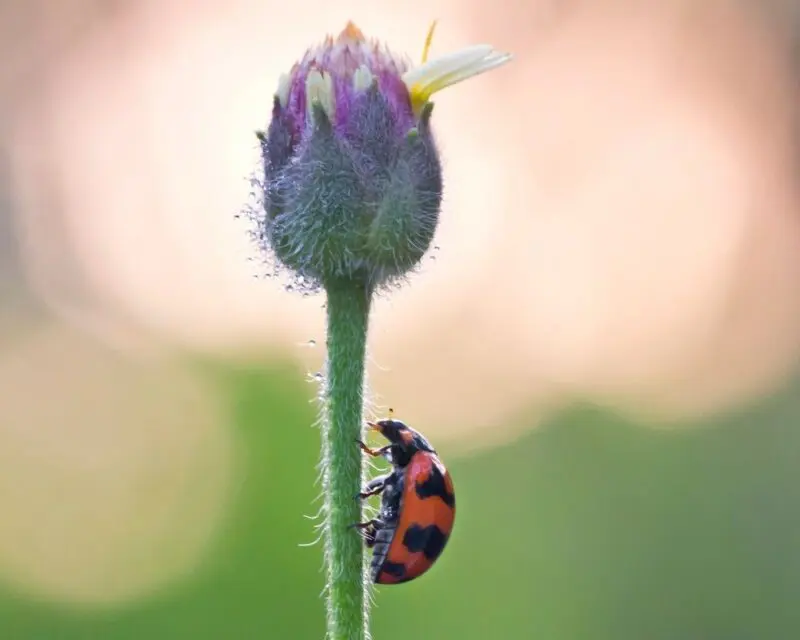 Spiritual Meaning of The Ladybug: Symbolism