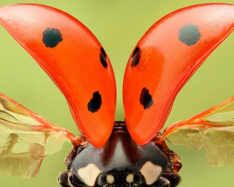 Spiritual Meaning of The Ladybug: Symbolism