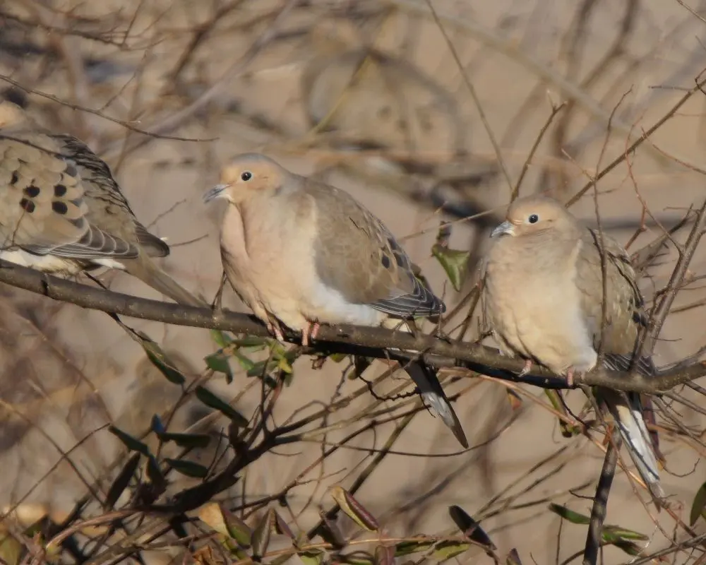 Mourning Dove Symbolism For Twin Flames