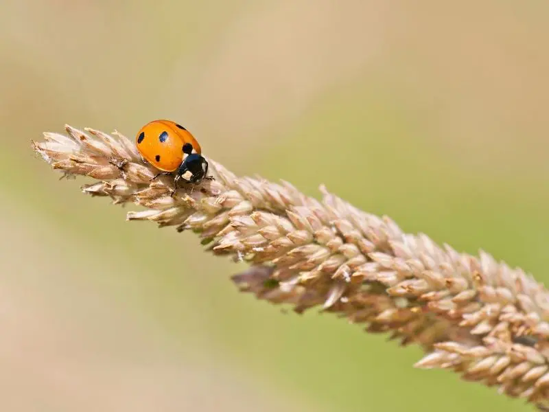 Orange Ladybug Spiritual Meaning