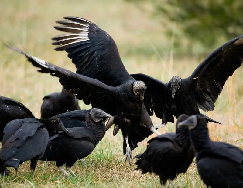 Spiritual Meaning of Seeing Black Vultures: Exploring the 16 Symbolism