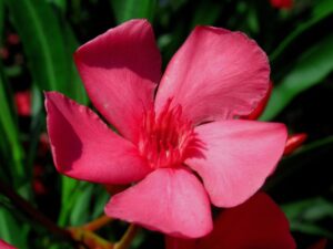 Oleander Flower Meaning: A Comprehensive Guide to Symbolism