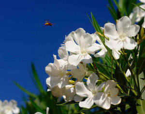 Oleander Flower Meaning: A Comprehensive Guide to Symbolism
