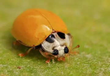 Insect symbolism - Spiritual Nexus